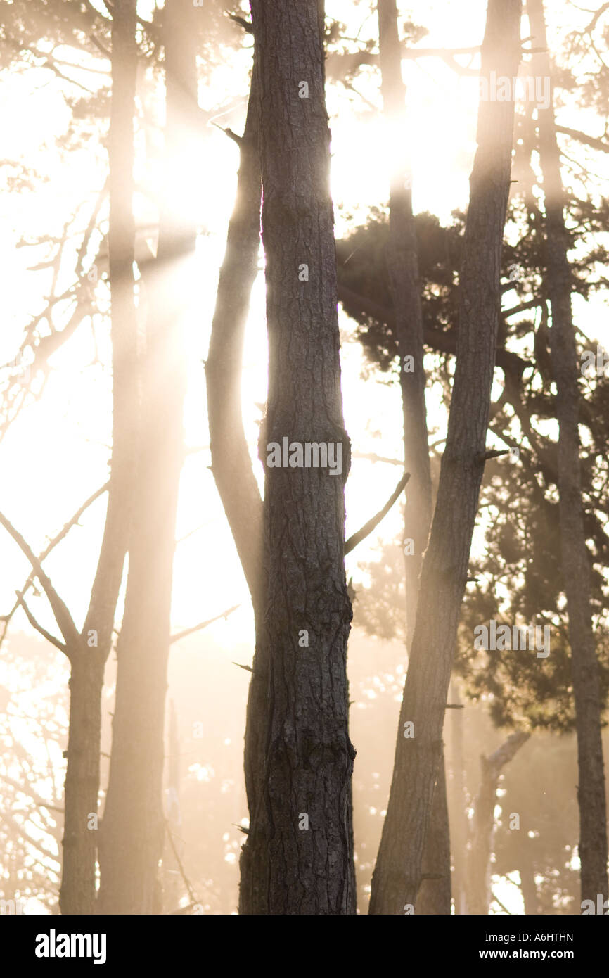 Sunlight through the trees Stock Photo - Alamy
