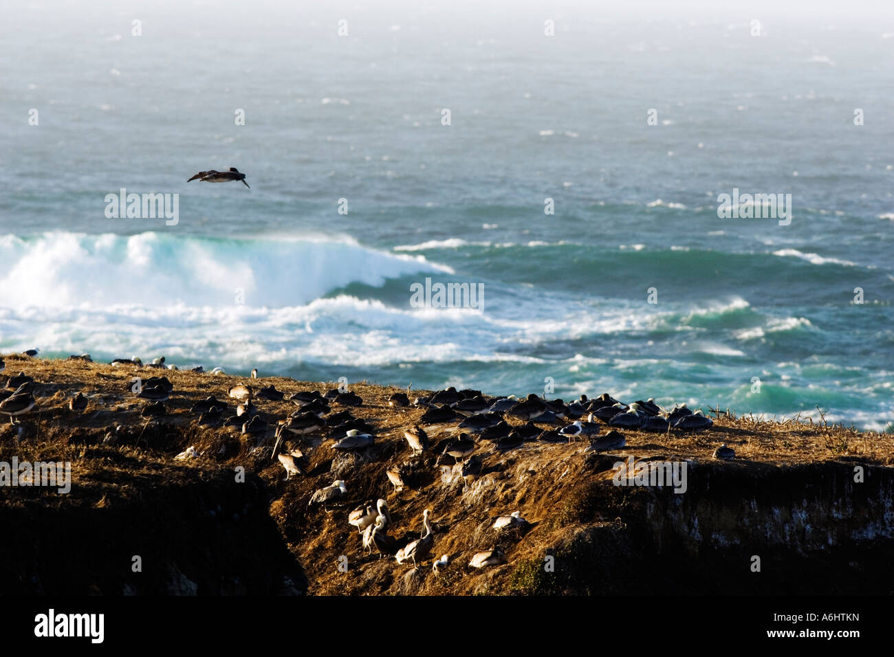 Brown Pelicans Pelecanus occidentalis in flight and roosting at the ...