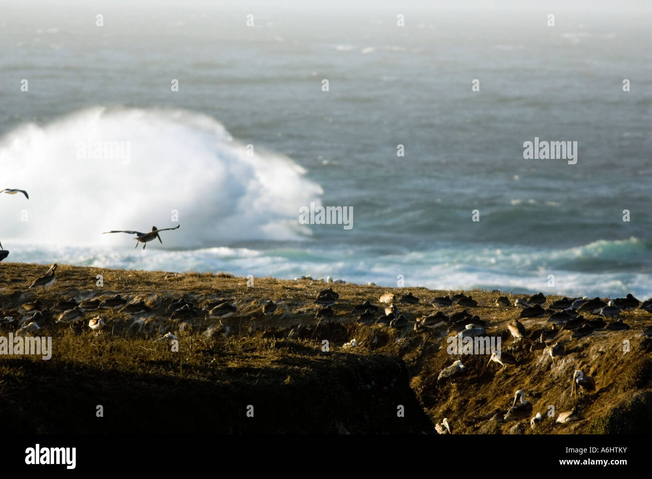 Brown Pelicans Pelecanus occidentalis in flight and roosting at the ...
