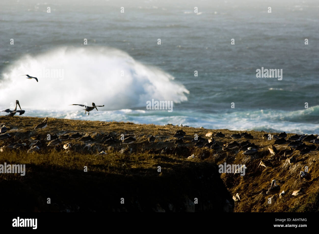 Brown Pelicans Pelecanus occidentalis in flight and roosting at the ...