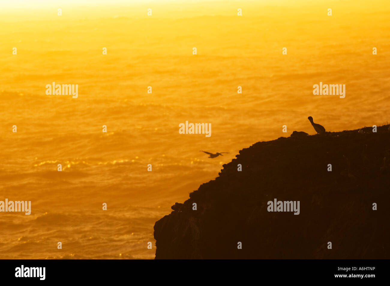 Brown Pelicans Pelecanus occidentalis in flight and roosting at the ...