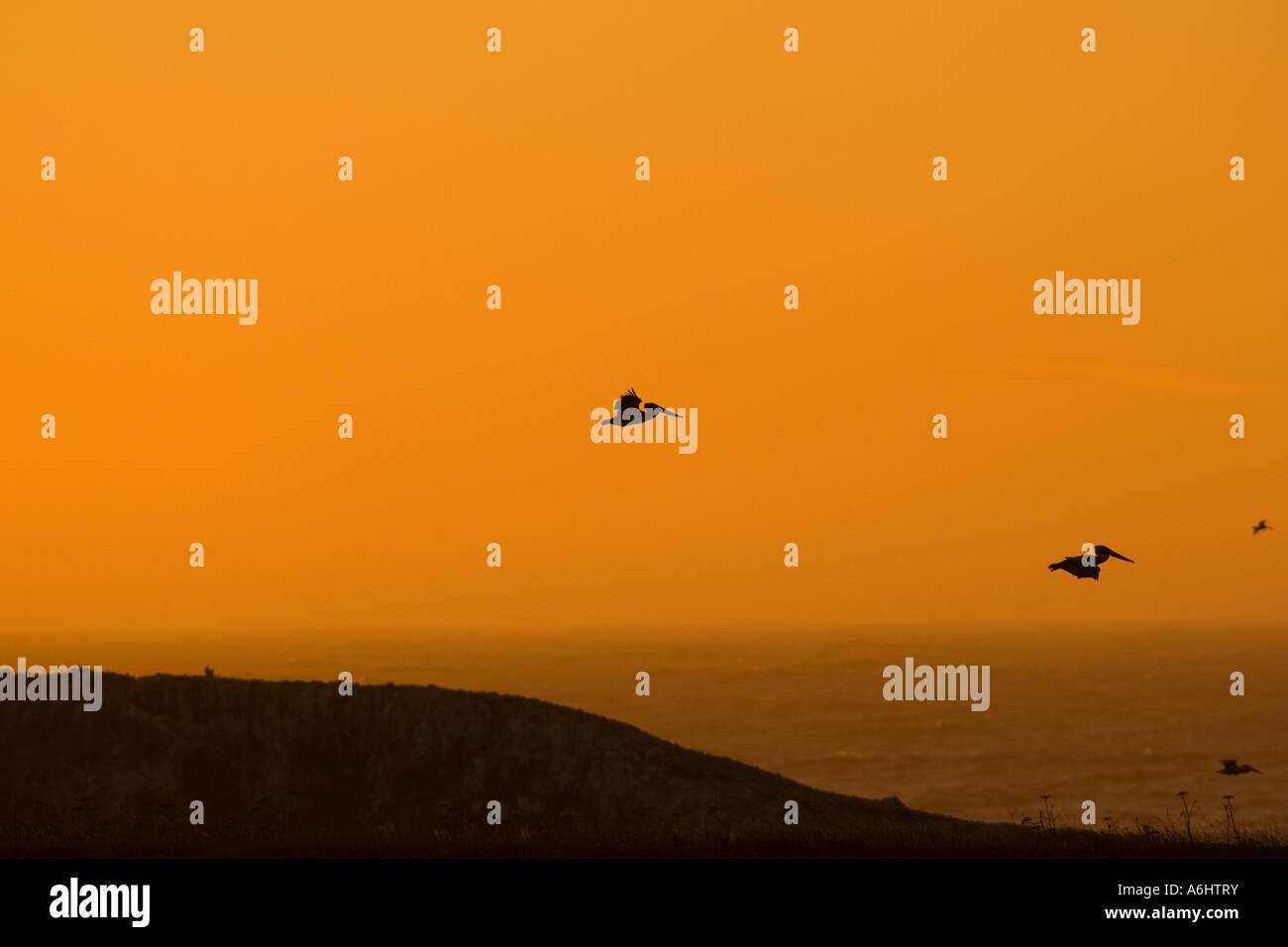 Birds in flight at sunset Stock Photo - Alamy