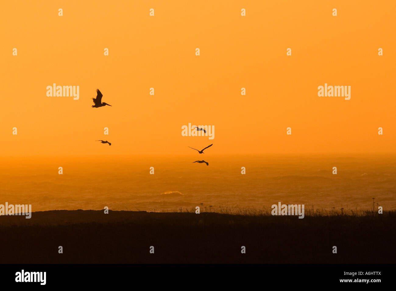 Birds in flight at sunset Stock Photo - Alamy