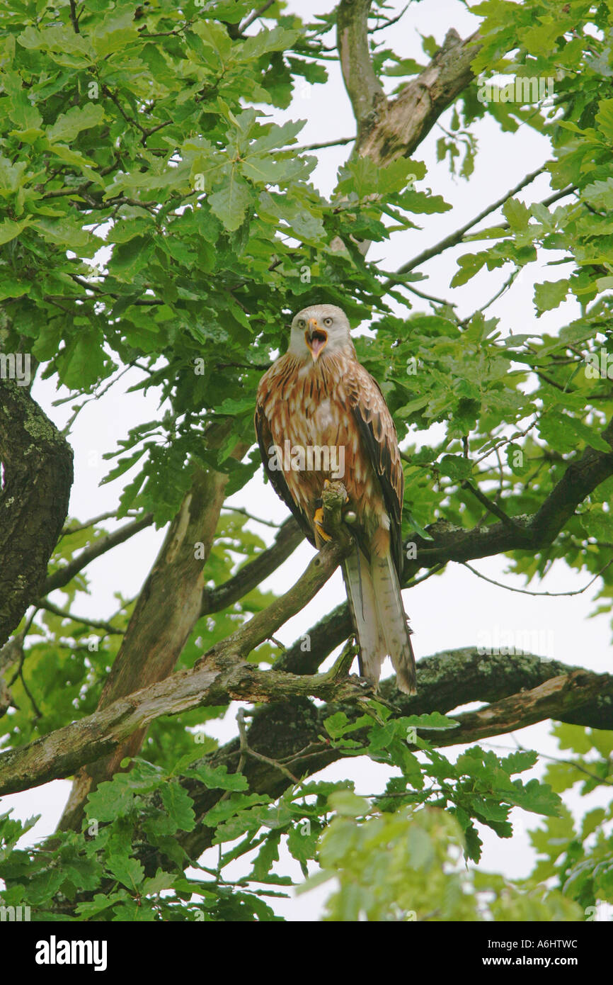 Red kites in tree hi-res stock photography and images - Alamy