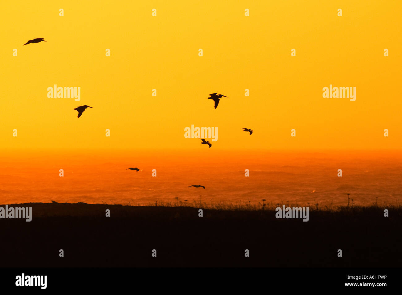 Birds in flight at sunset Stock Photo - Alamy