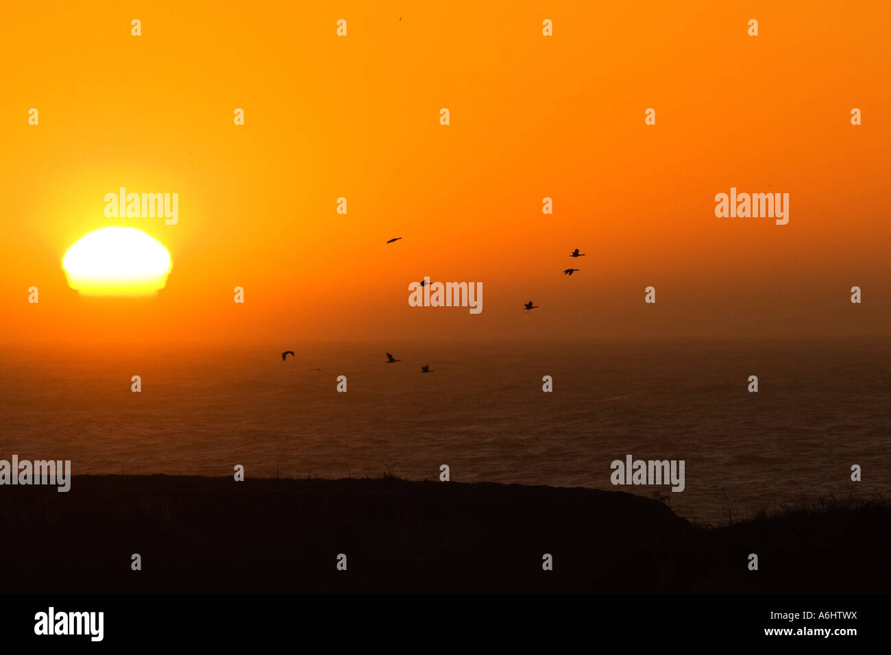 Birds in flight at sunset Stock Photo - Alamy