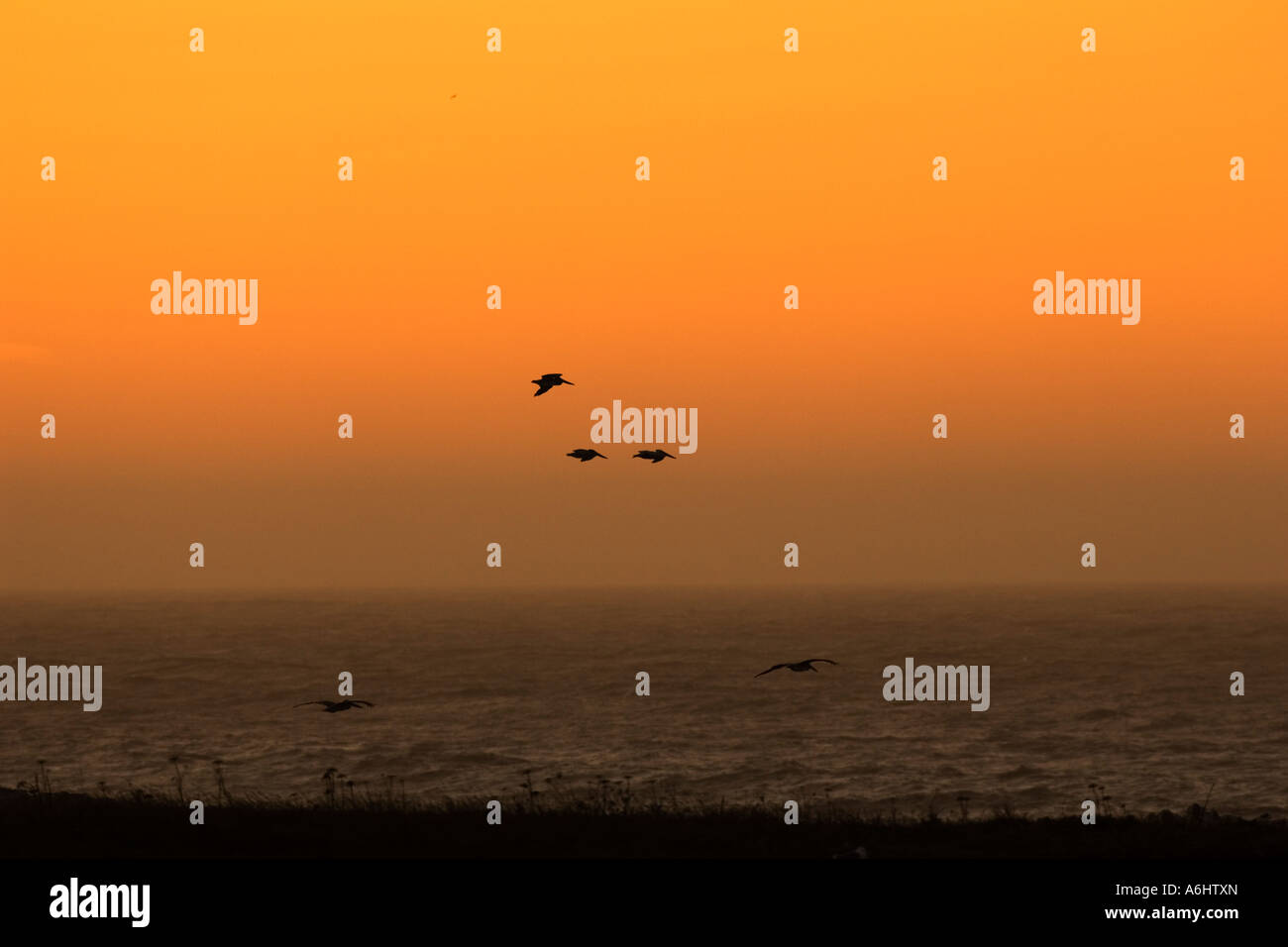 Birds in flight at sunset Stock Photo - Alamy