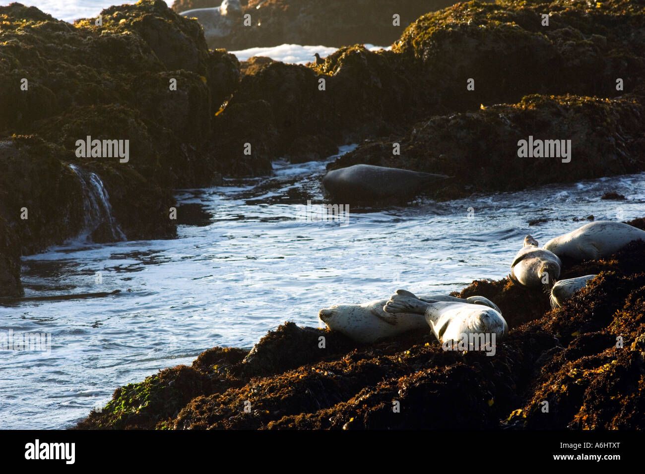 Harbor Seals Hauled Out On Rocks High Resolution Stock Photography and ...