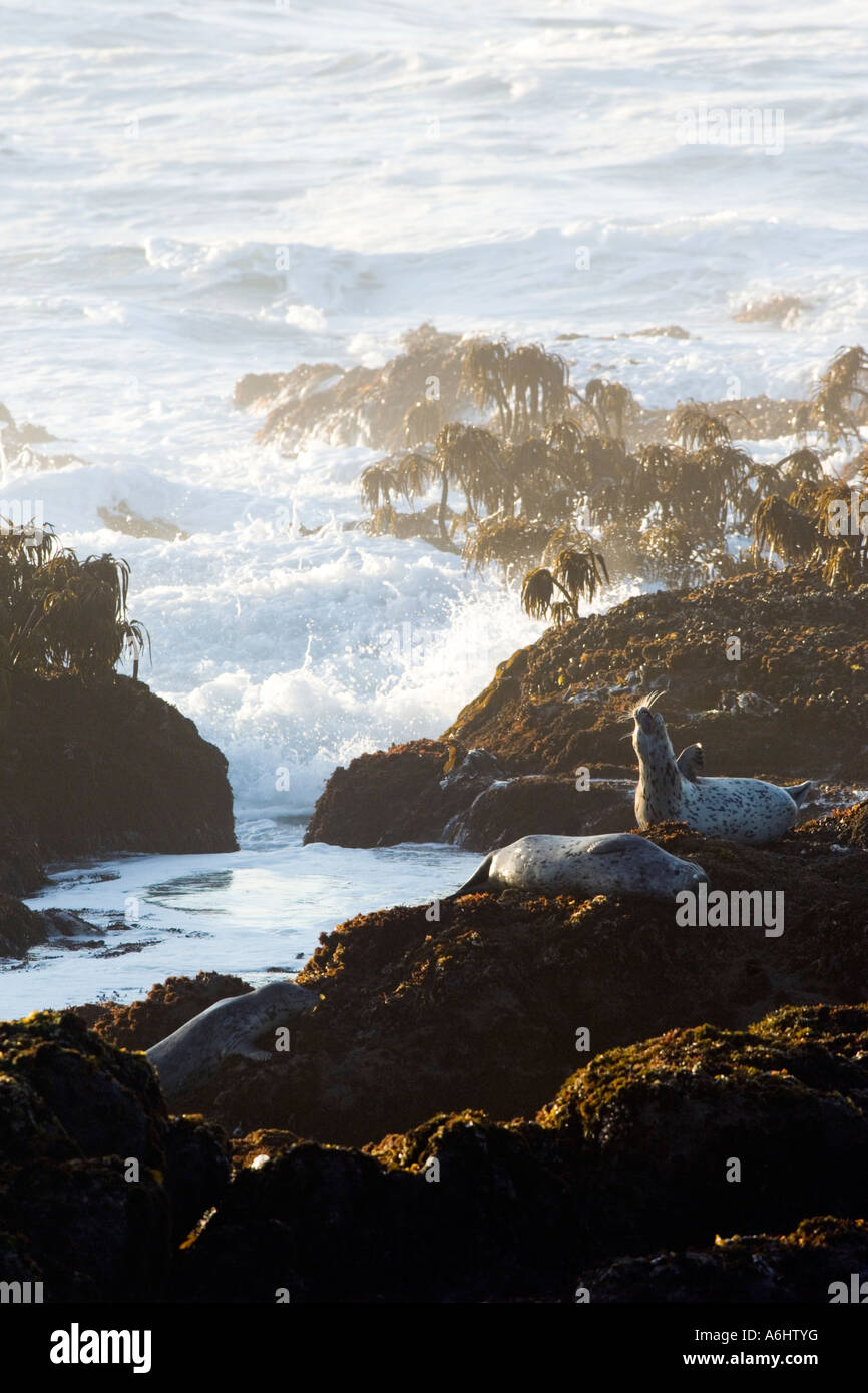 California hauled out beach hi-res stock photography and images - Alamy