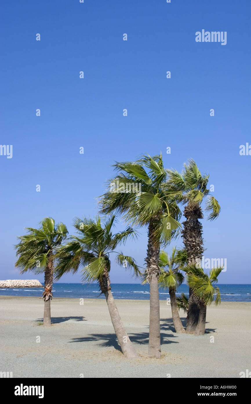 Beach cyprus palms hi-res stock photography and images - Alamy