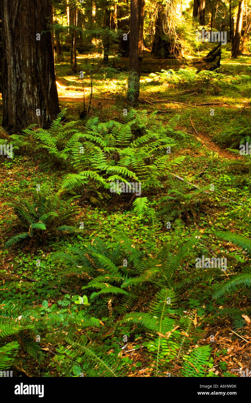 Ferns in a Redwood grove Stock Photo - Alamy