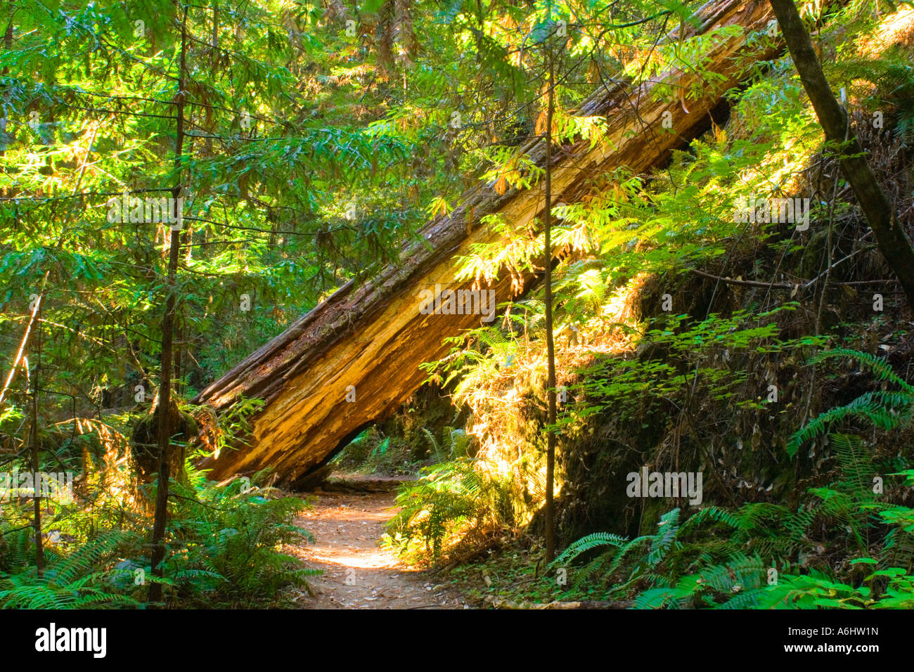 Majestic western hemlock tree hi-res stock photography and images - Alamy