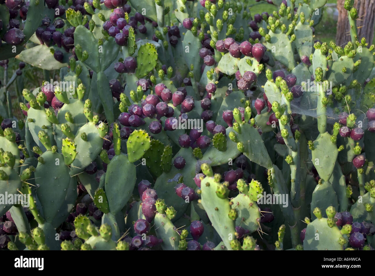 Growing wild in cyprus hi-res stock photography and images - Alamy