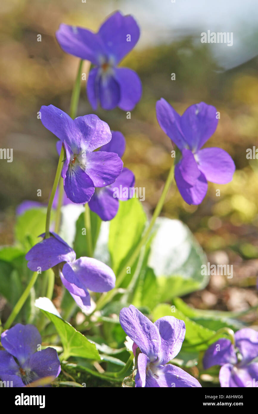 Viola viola hi-res stock photography and images - Alamy