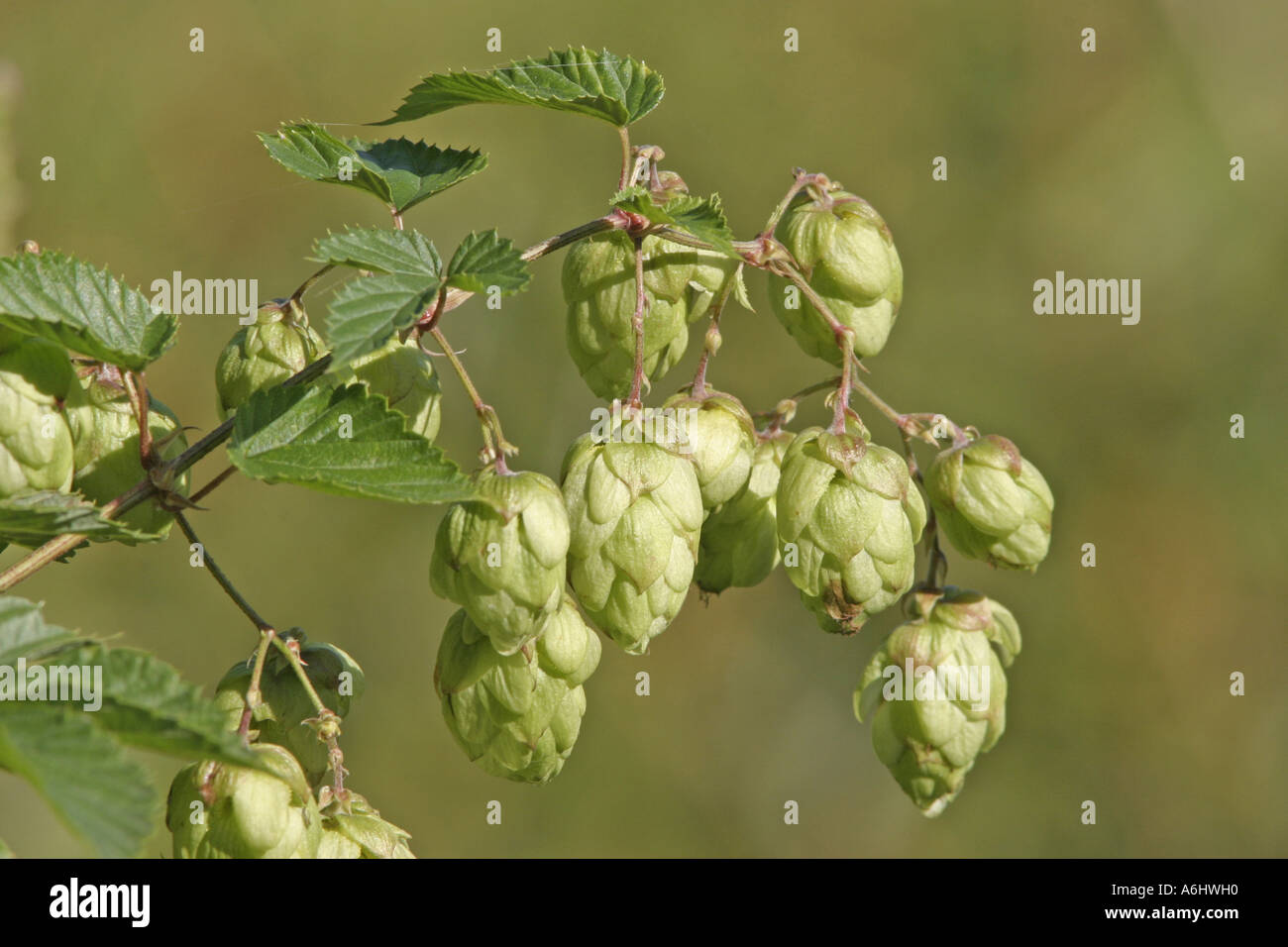 Common hop (Humulus lupulus Stock Photo - Alamy