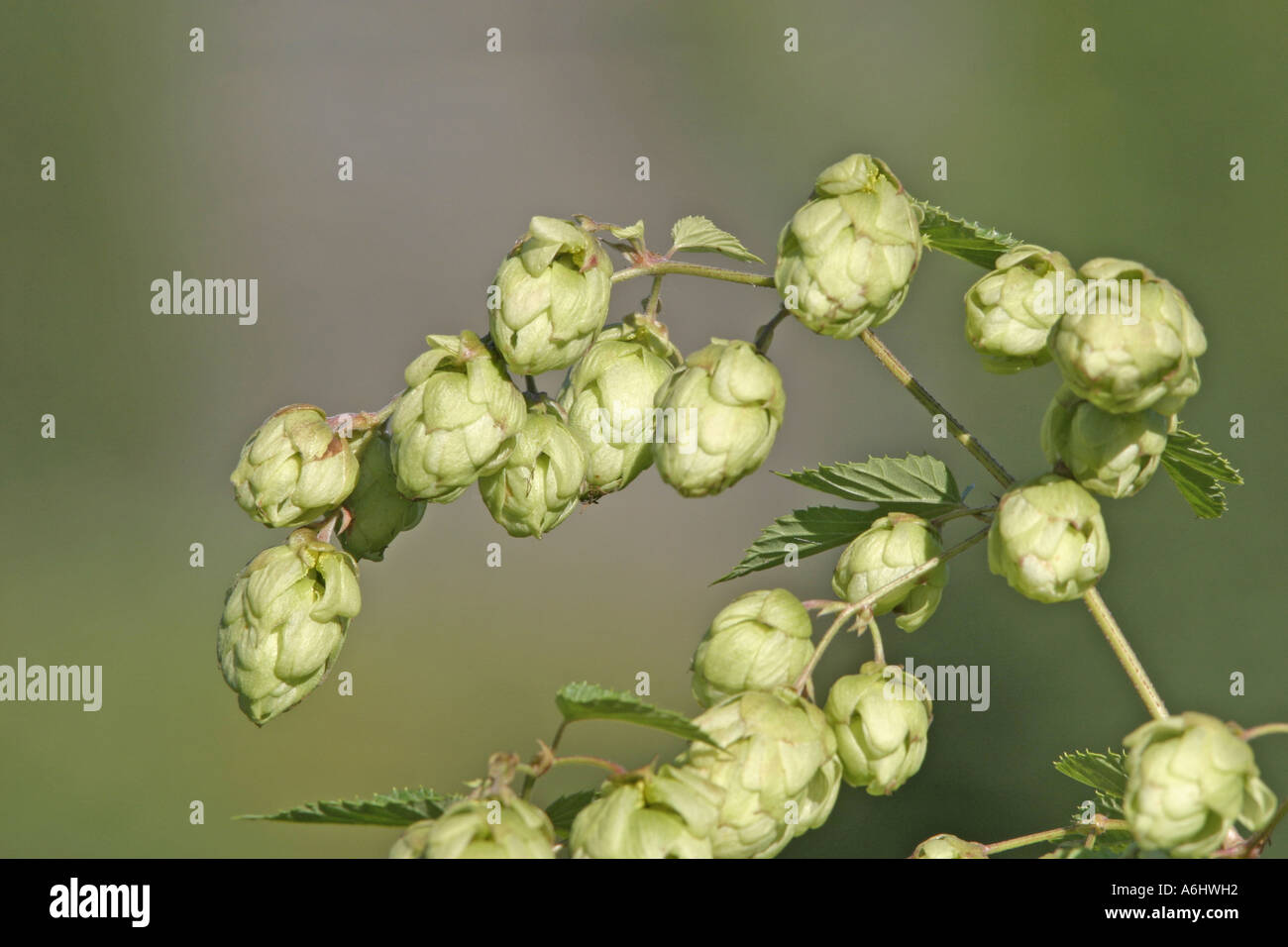 Common hop (Humulus lupulus Stock Photo - Alamy