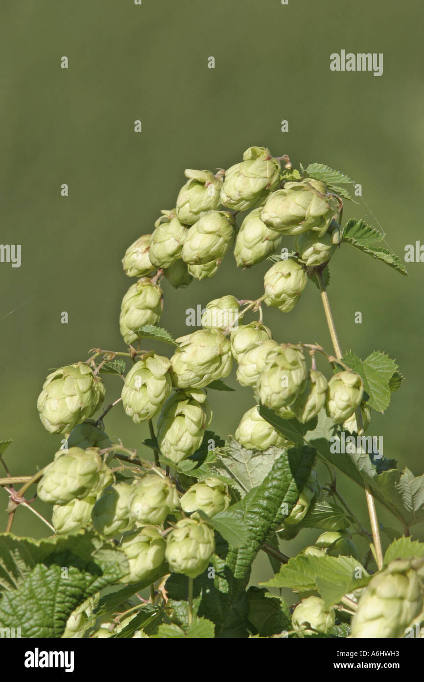 Common hop (Humulus lupulus Stock Photo - Alamy