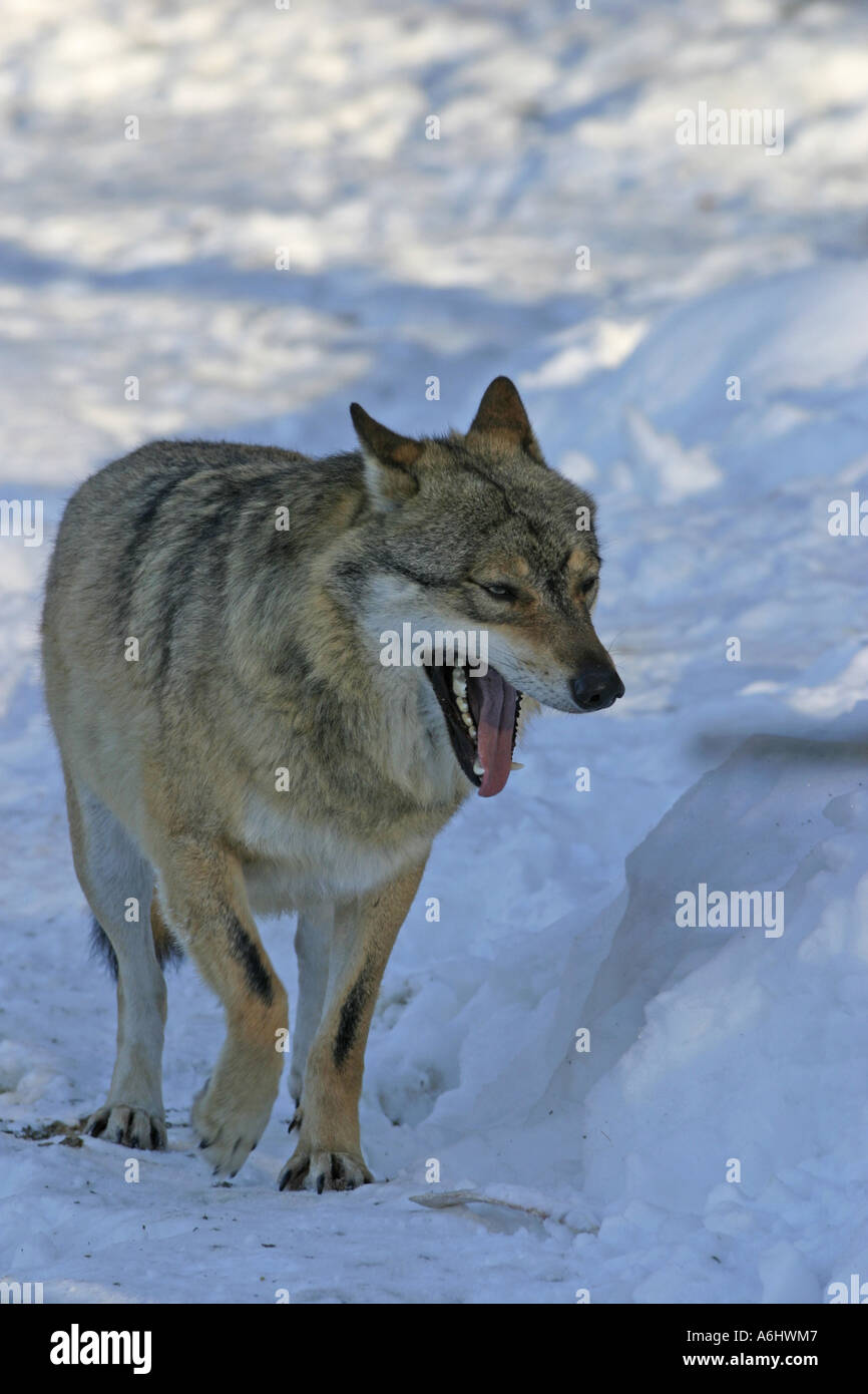 A tired and yawning wolf (Canis lupus) in a game reserve, Bavarian ...