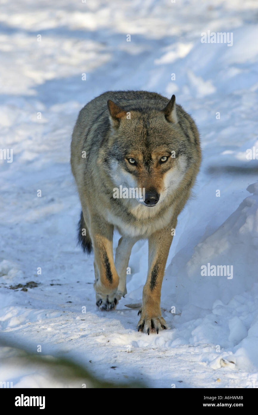 Wolf (Canis lupus) in a game reserve, Bavarian forest, Germany Stock ...