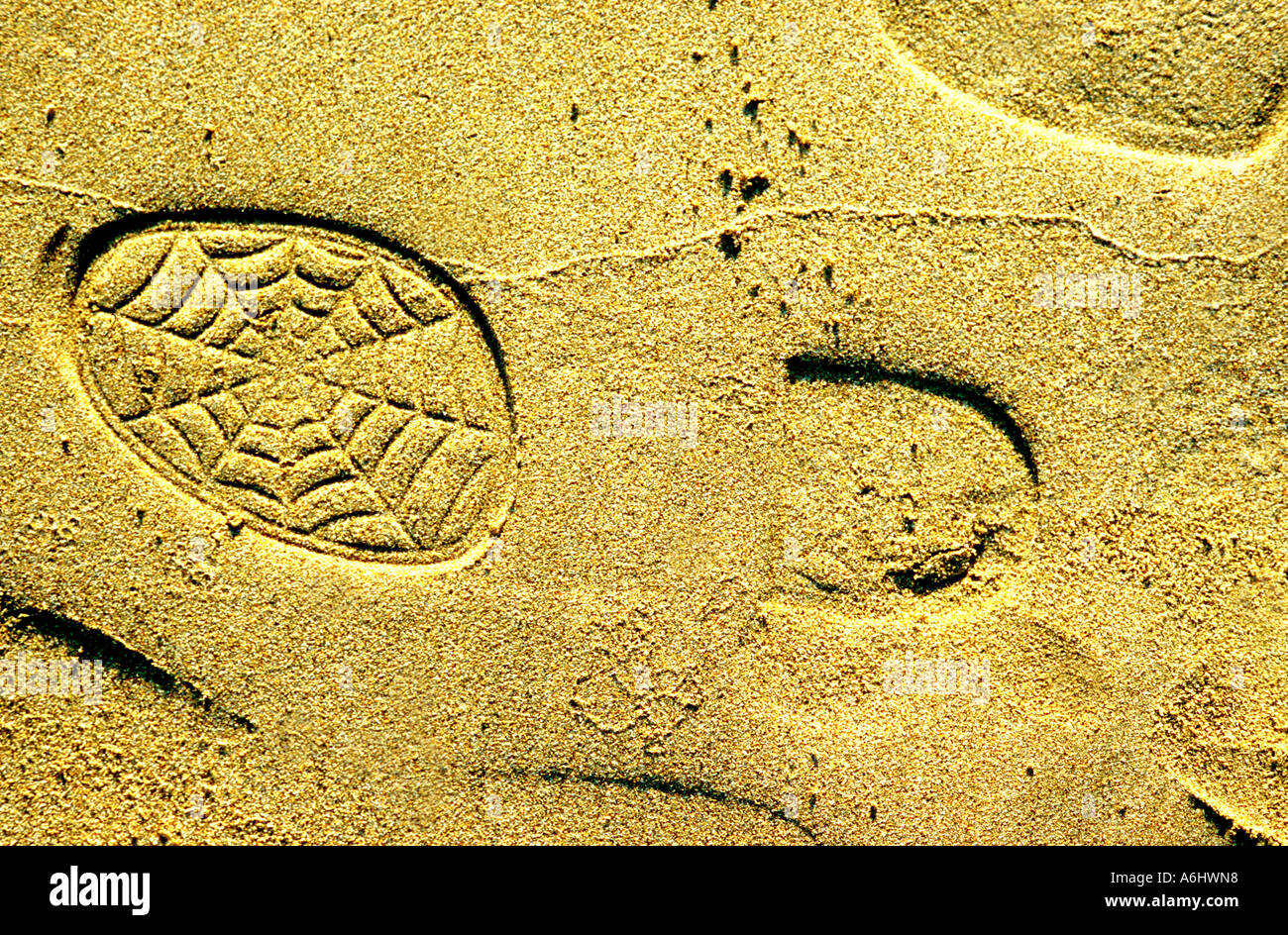 Spider foot print in the sand Stock Photo - Alamy
