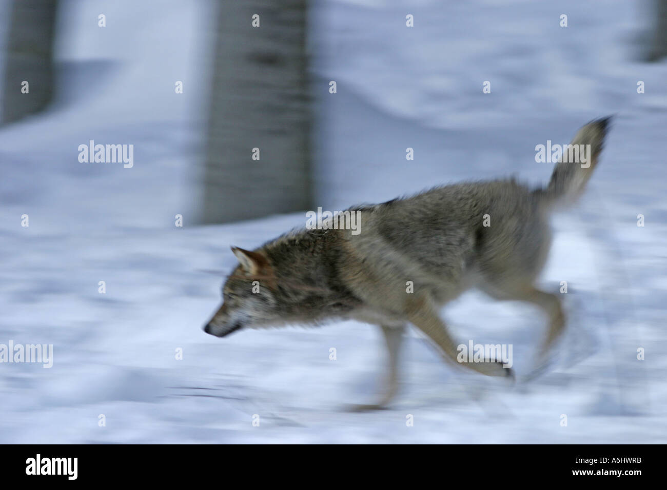 Wolf in motion hi-res stock photography and images - Alamy