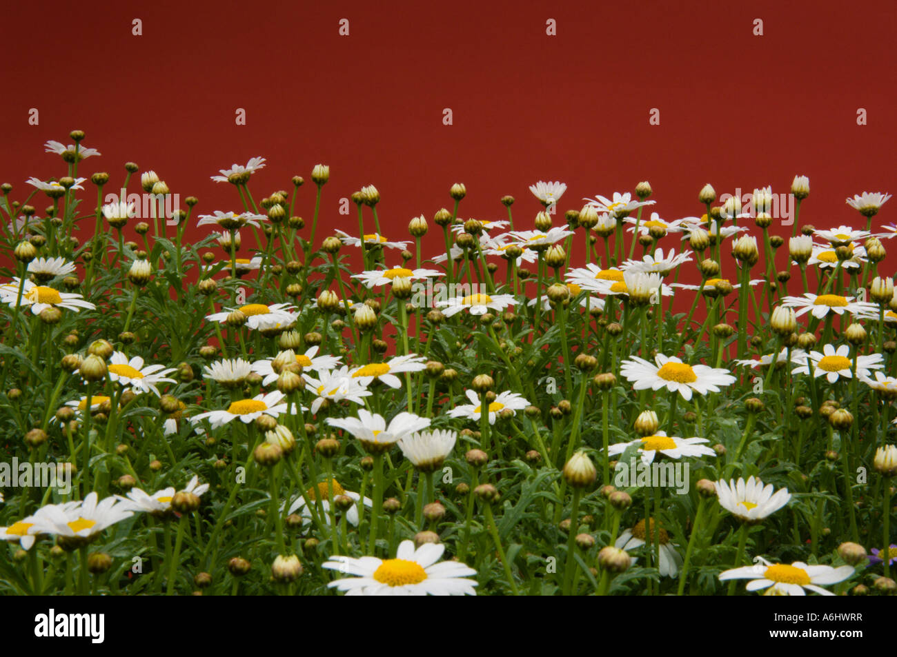 Daisies against Red Background Stock Photo - Alamy