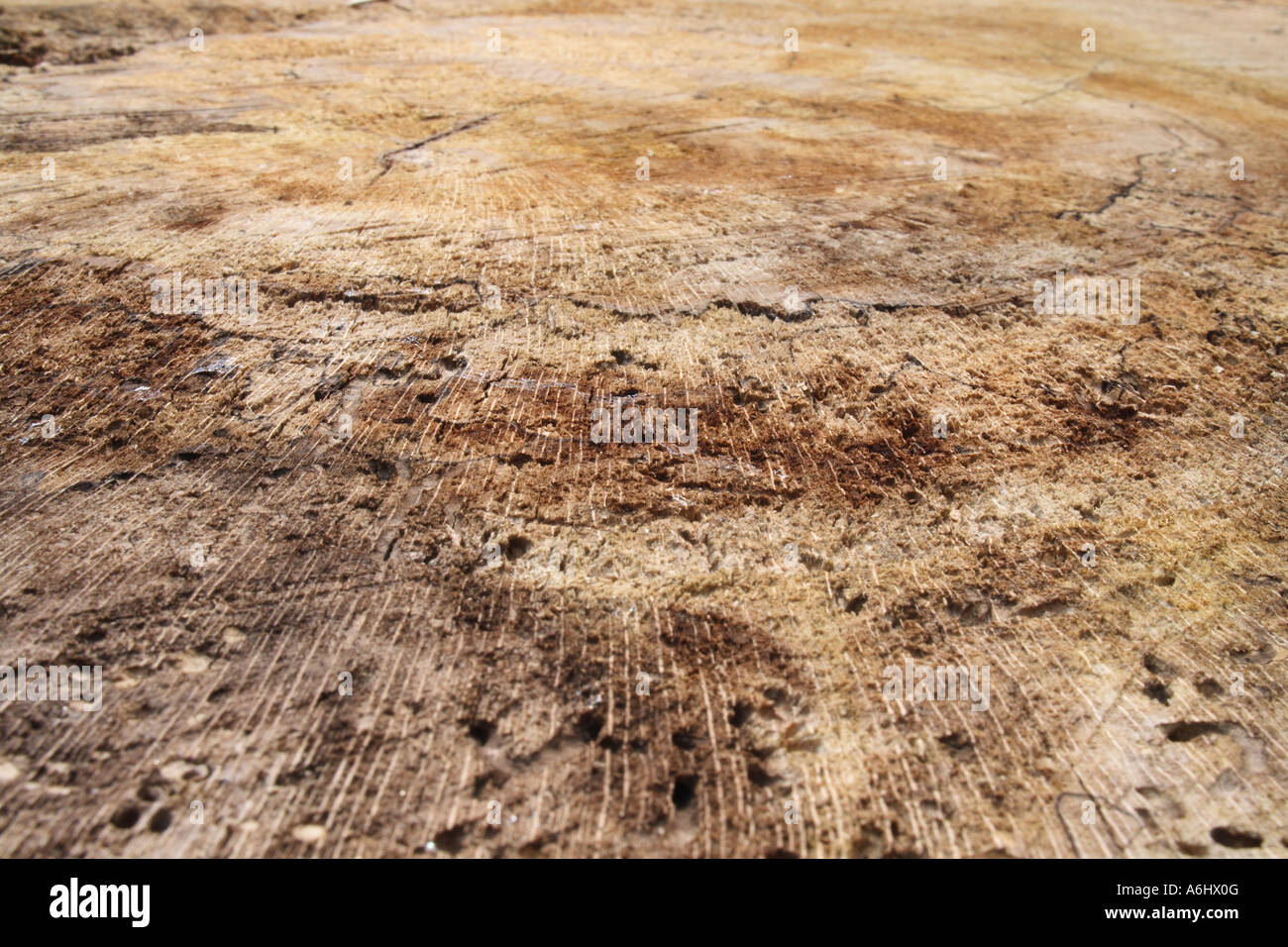 Log section surface that looks like surreal landscape Stock Photo - Alamy