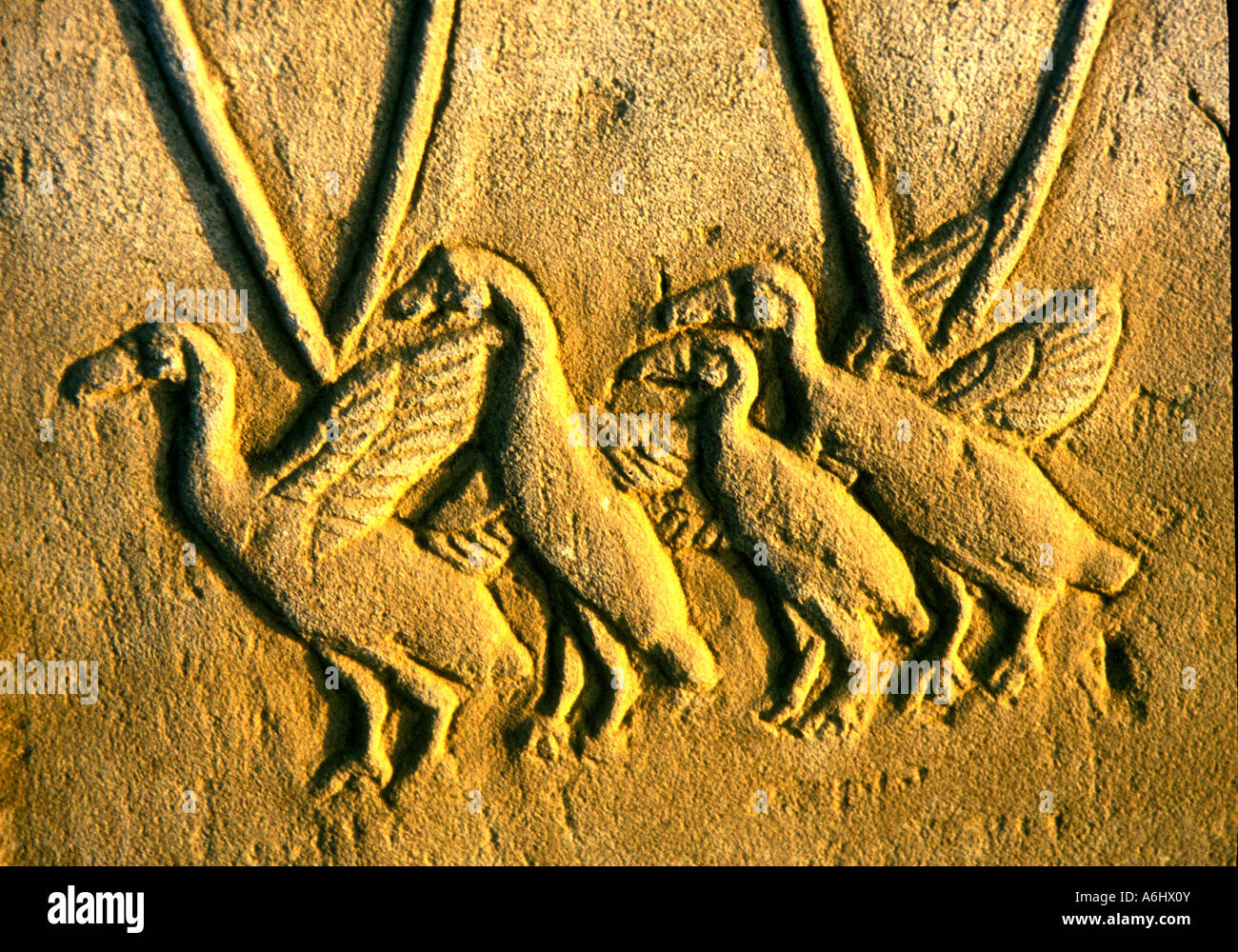 Duck reliefs on the temple of Kom Ombo in ancient Egypt Stock Photo - Alamy