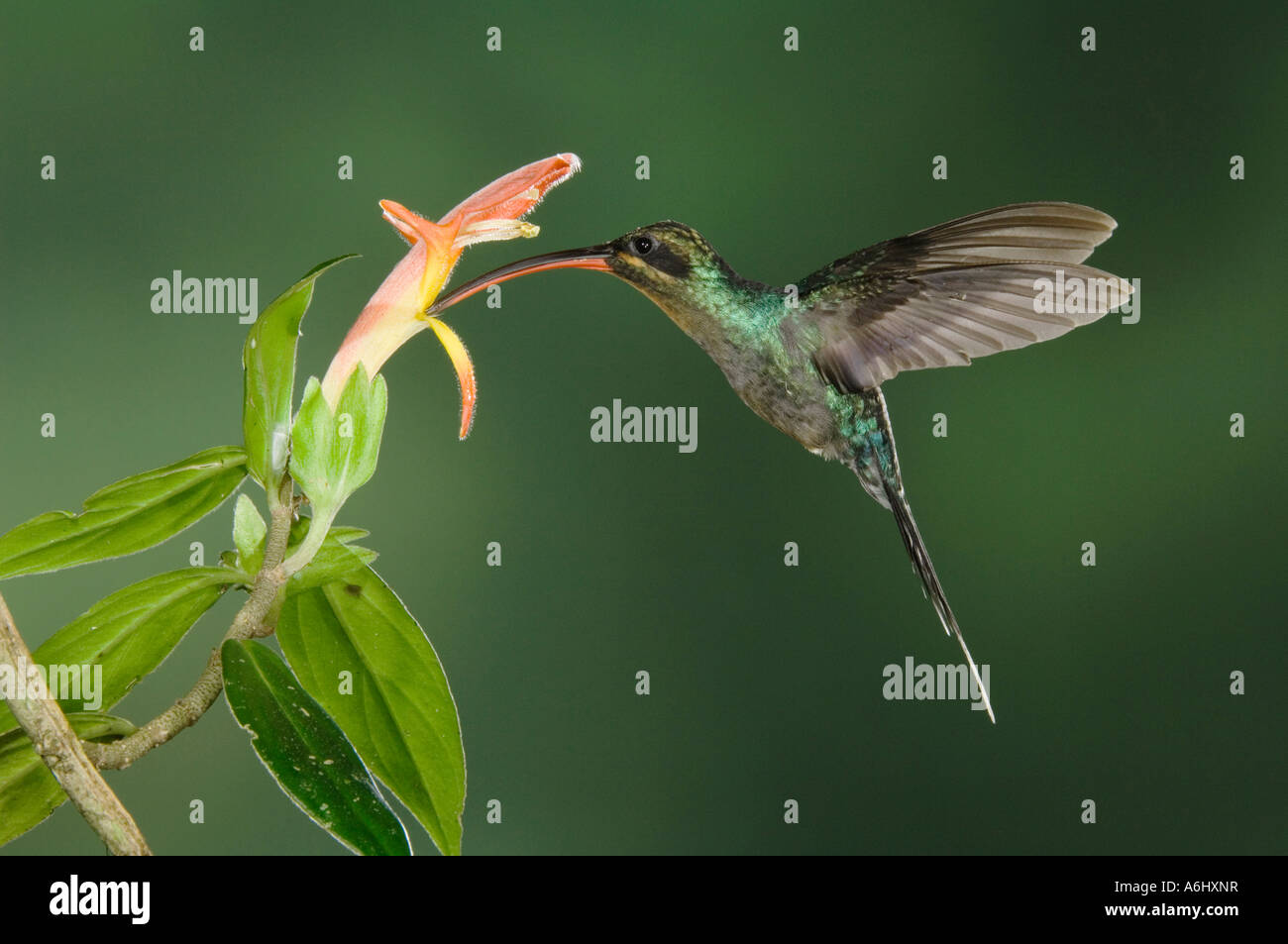 Green Hermit Hummingbird male in flight feeding on Snakeface flower ...