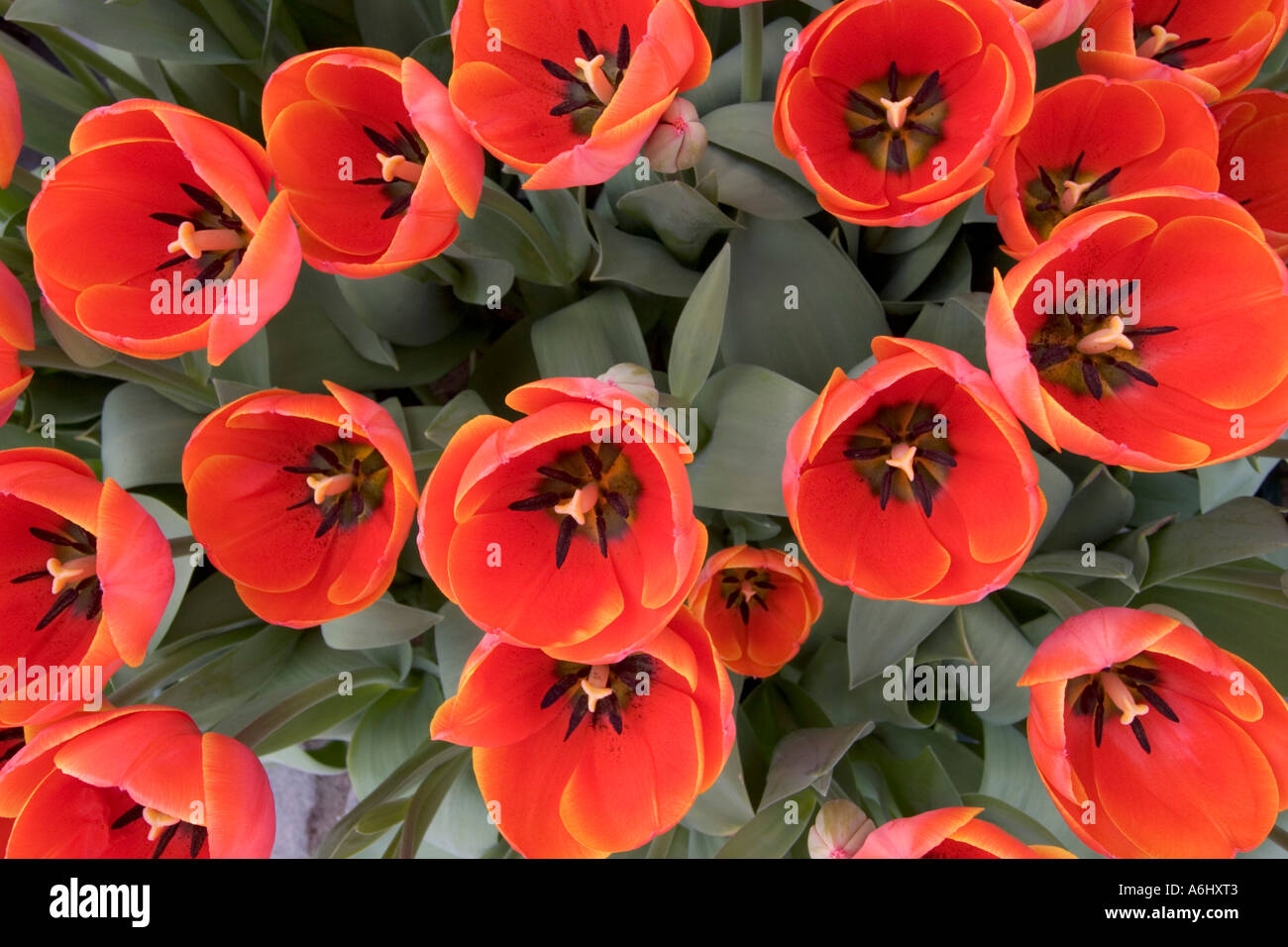 Tulips, Ad rem Stock Photo - Alamy