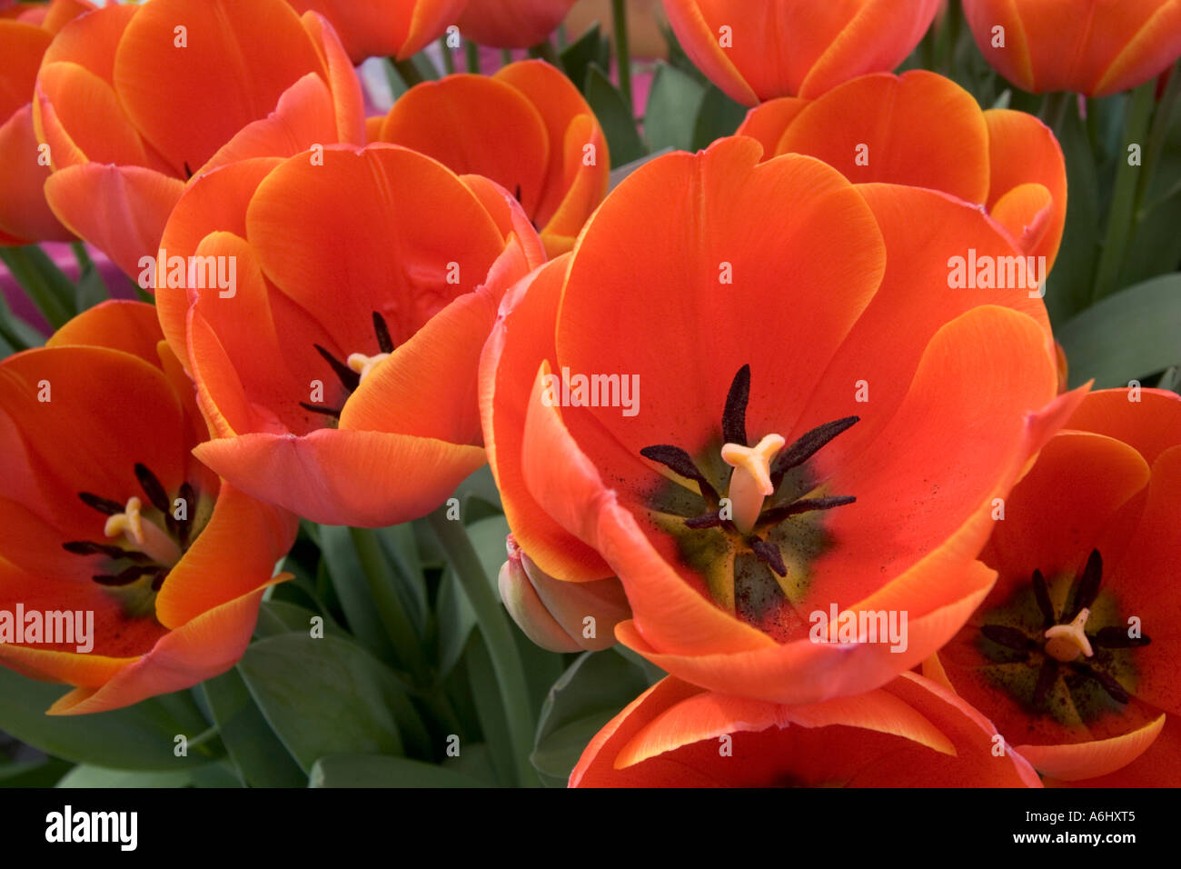 Ad rem tulips hi-res stock photography and images - Alamy