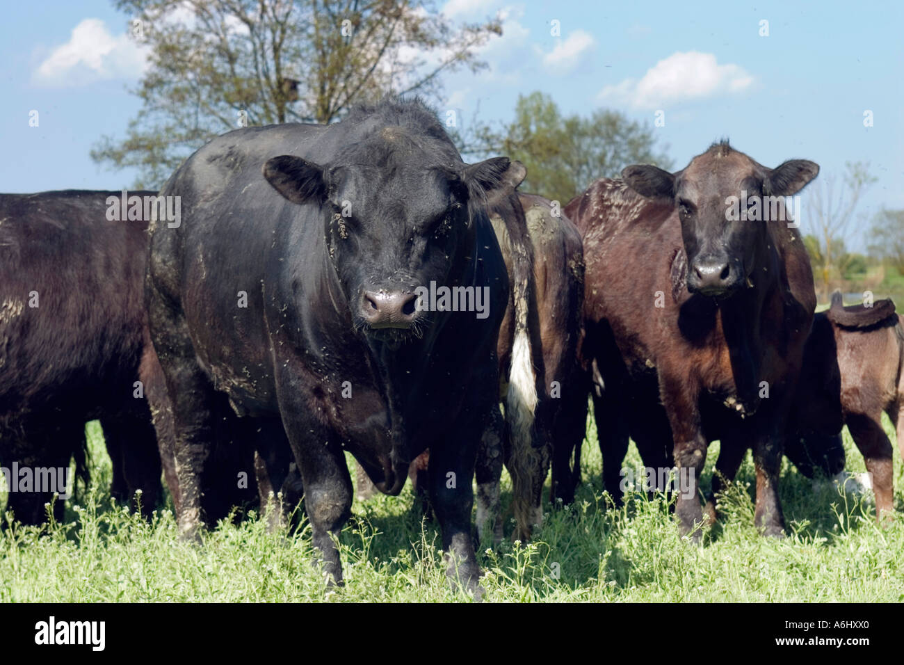 Bull and cows on the pasture Stock Photo - Alamy
