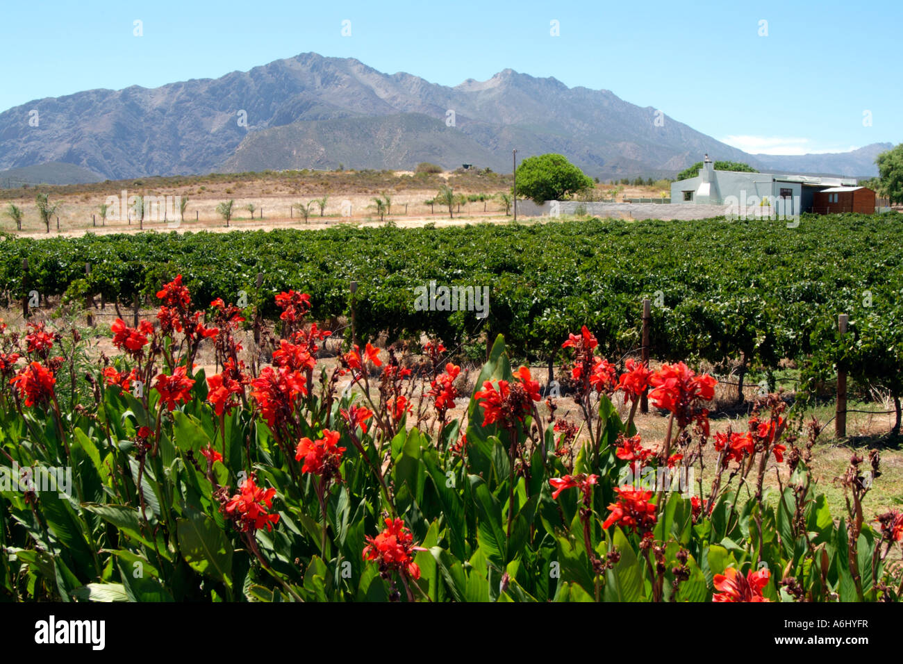 Nuy Valley vines Worcester western cape South Africa RSA Stock Photo ...