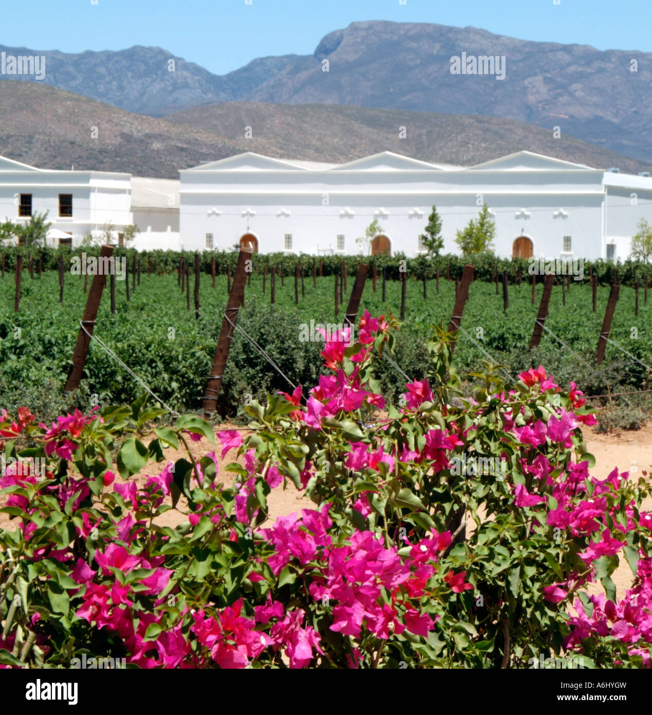 Nuy Valley vines Worcester western cape South Africa RSA Stock Photo ...