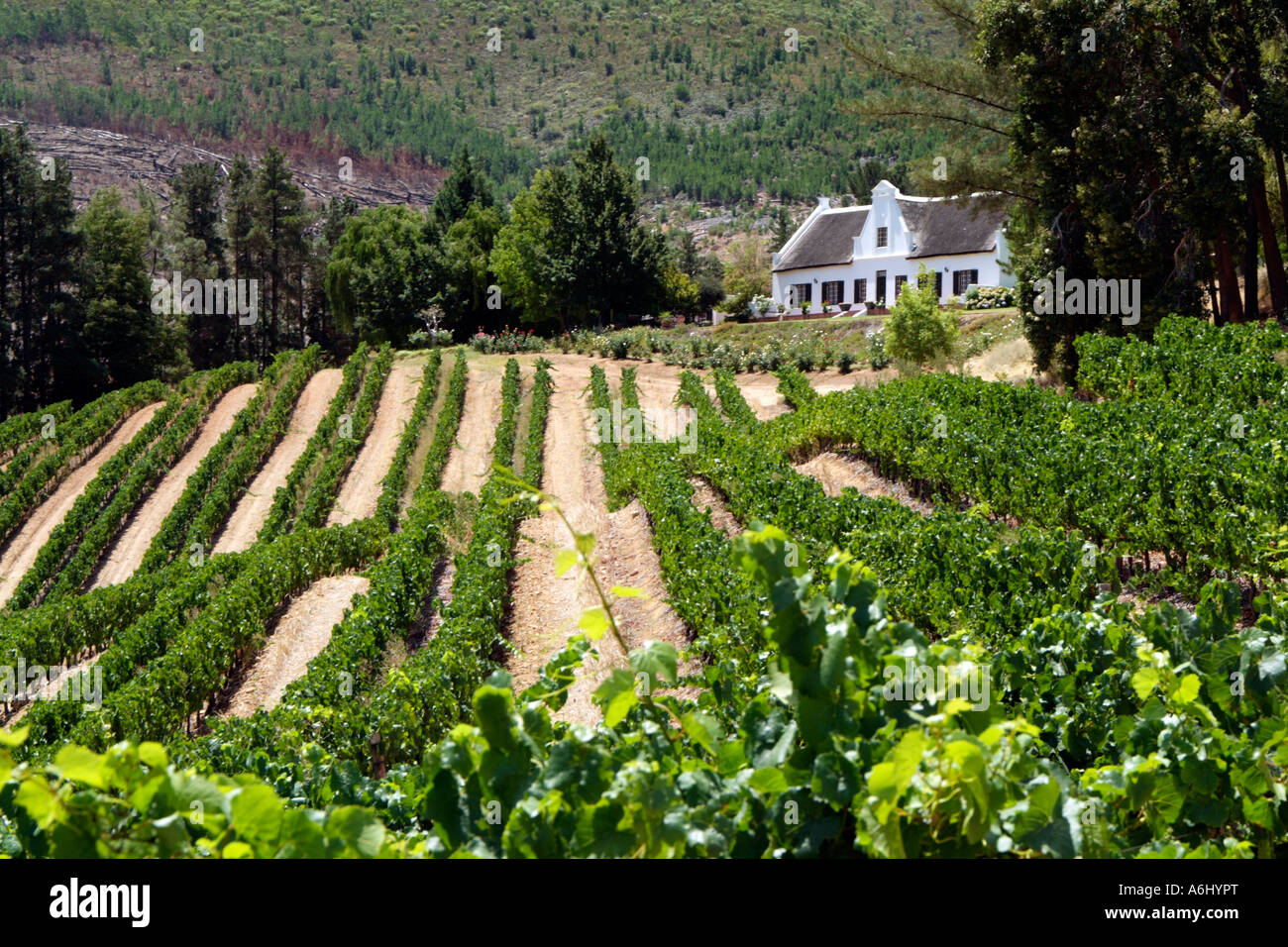 Dieu Donne wine estate at Franschhoek Manor House and vines South ...