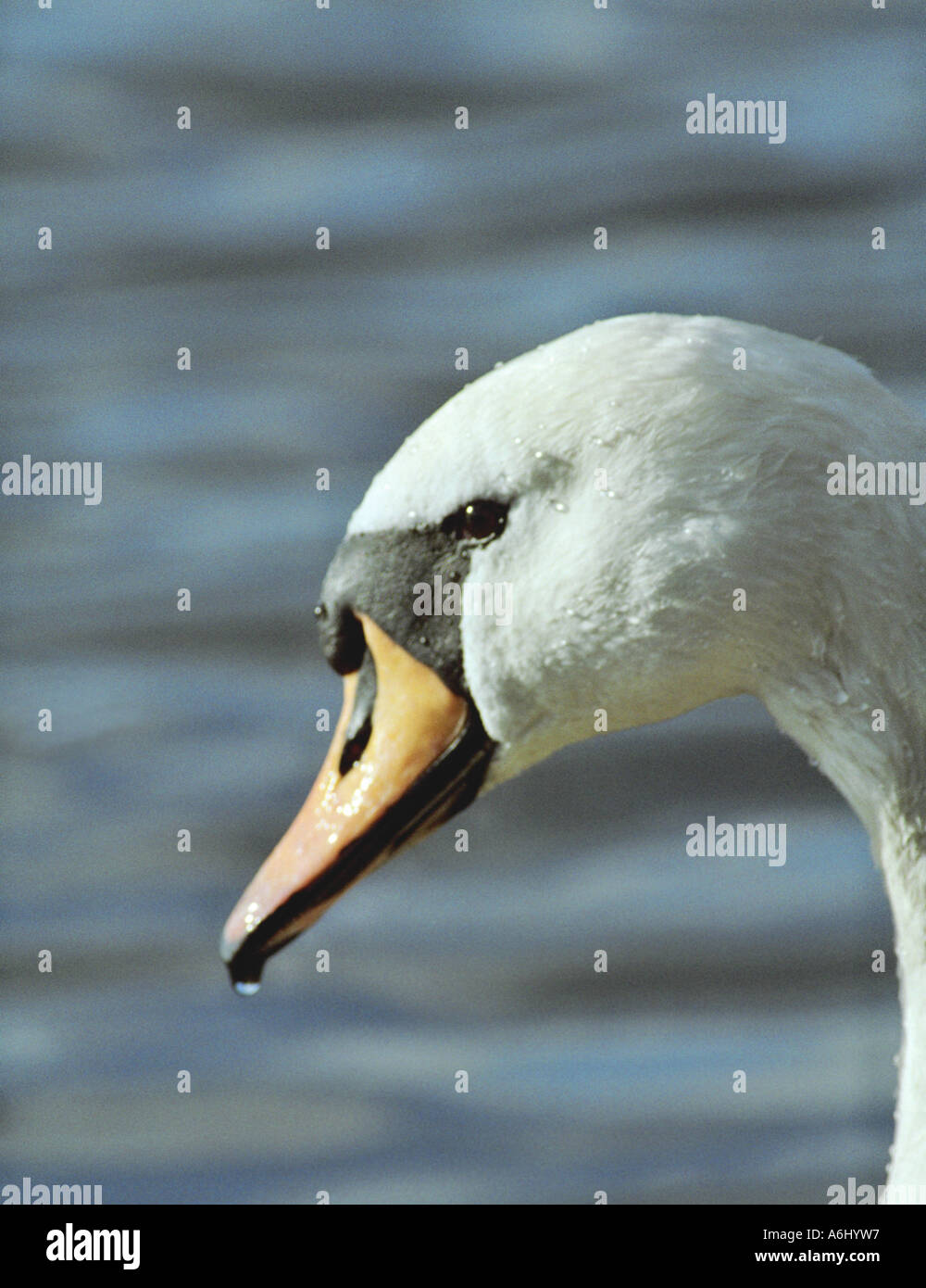 Swan head portrait Stock Photo - Alamy