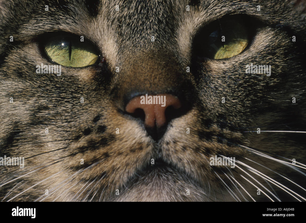 Cat s Face Stock Photo - Alamy