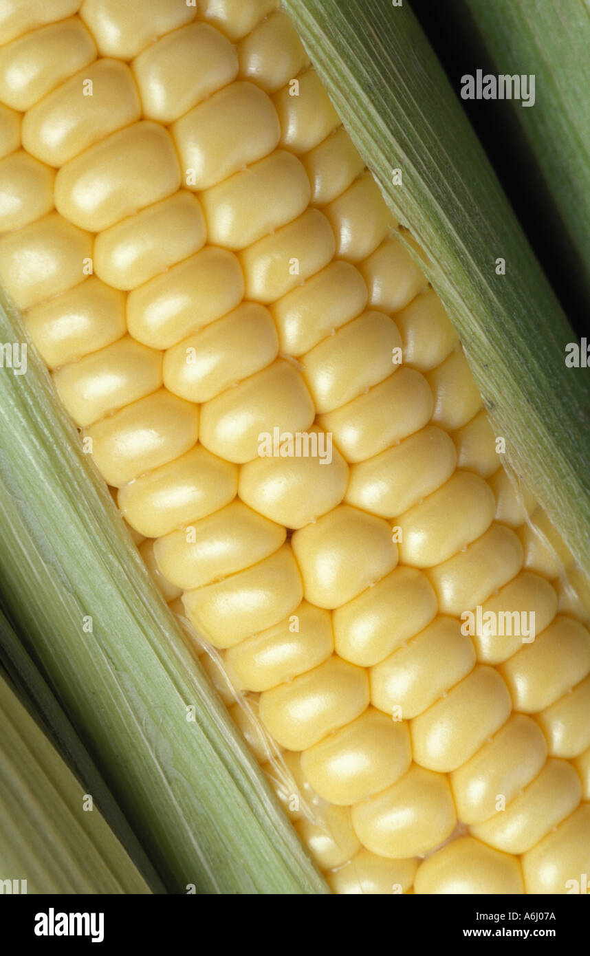 Ear of Corn Stock Photo - Alamy