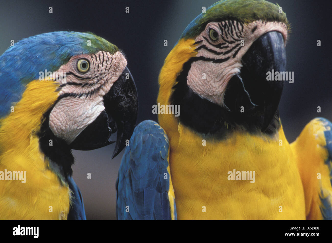 Parrots Talking to Each Other Stock Photo - Alamy
