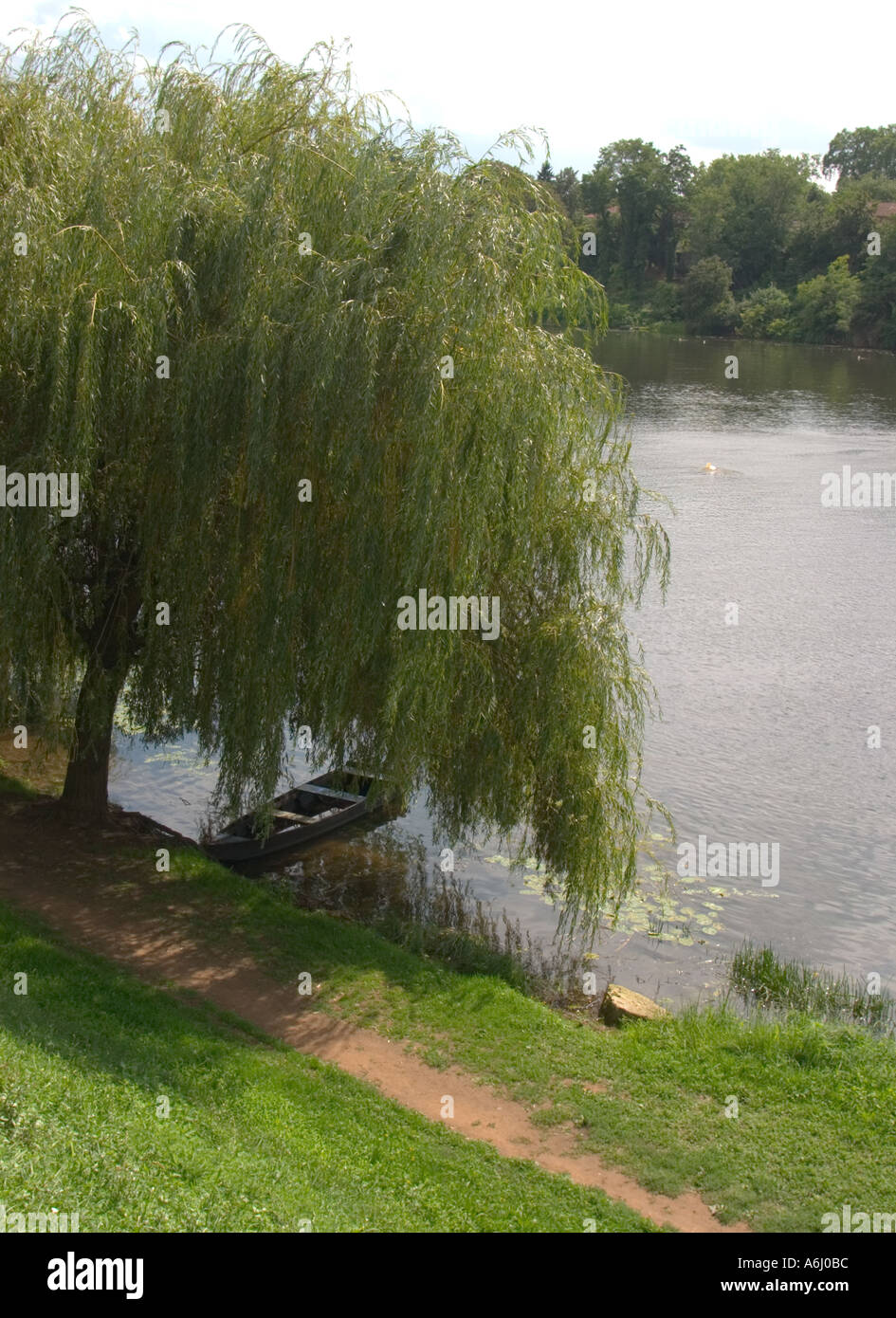 Weeping willow tree on the river bank of the Dordogne river at bergerac ...