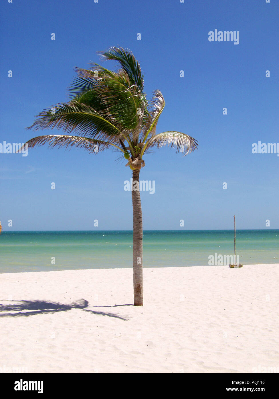 Palm Tree on the Beach Stock Photo - Alamy