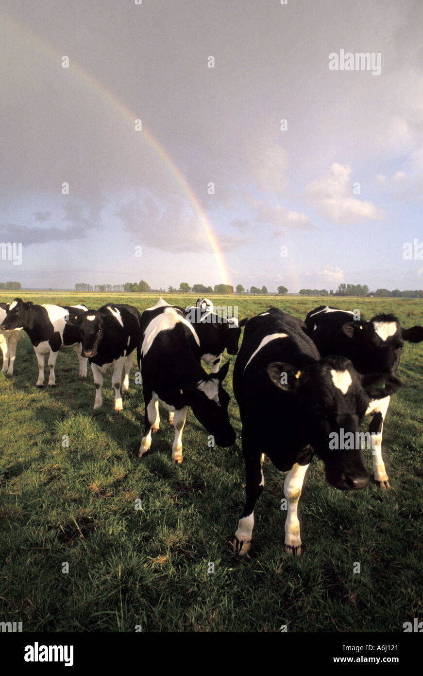 Standing under cow hi-res stock photography and images - Alamy