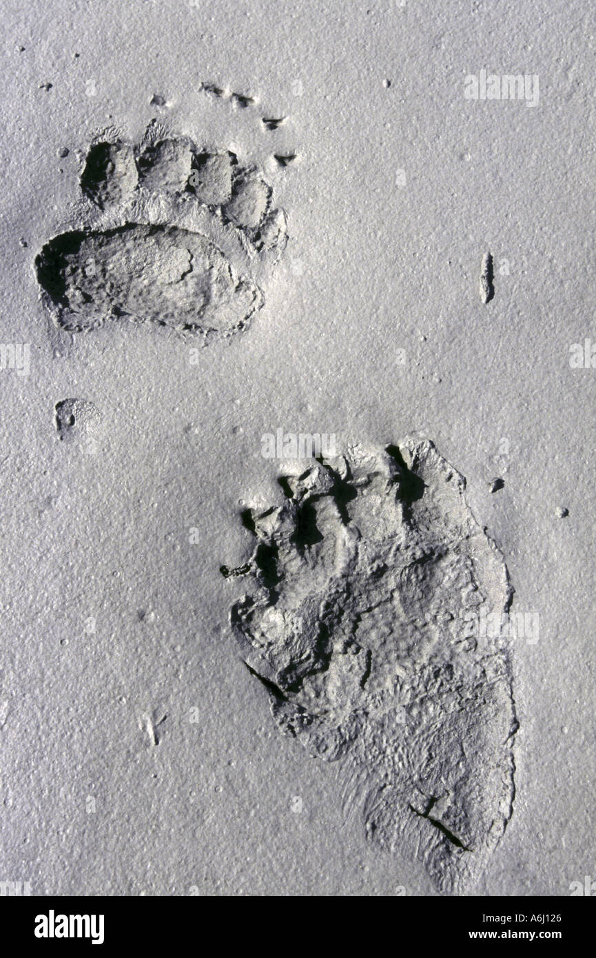 Grizzly Tracks in Alaska Stock Photo - Alamy