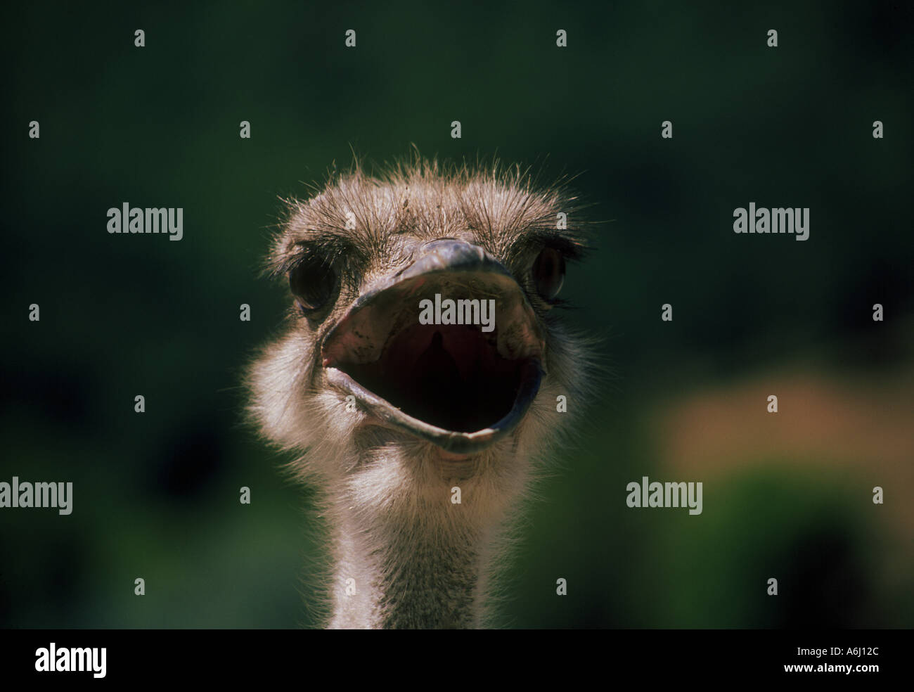 Ostrich face hi-res stock photography and images - Alamy