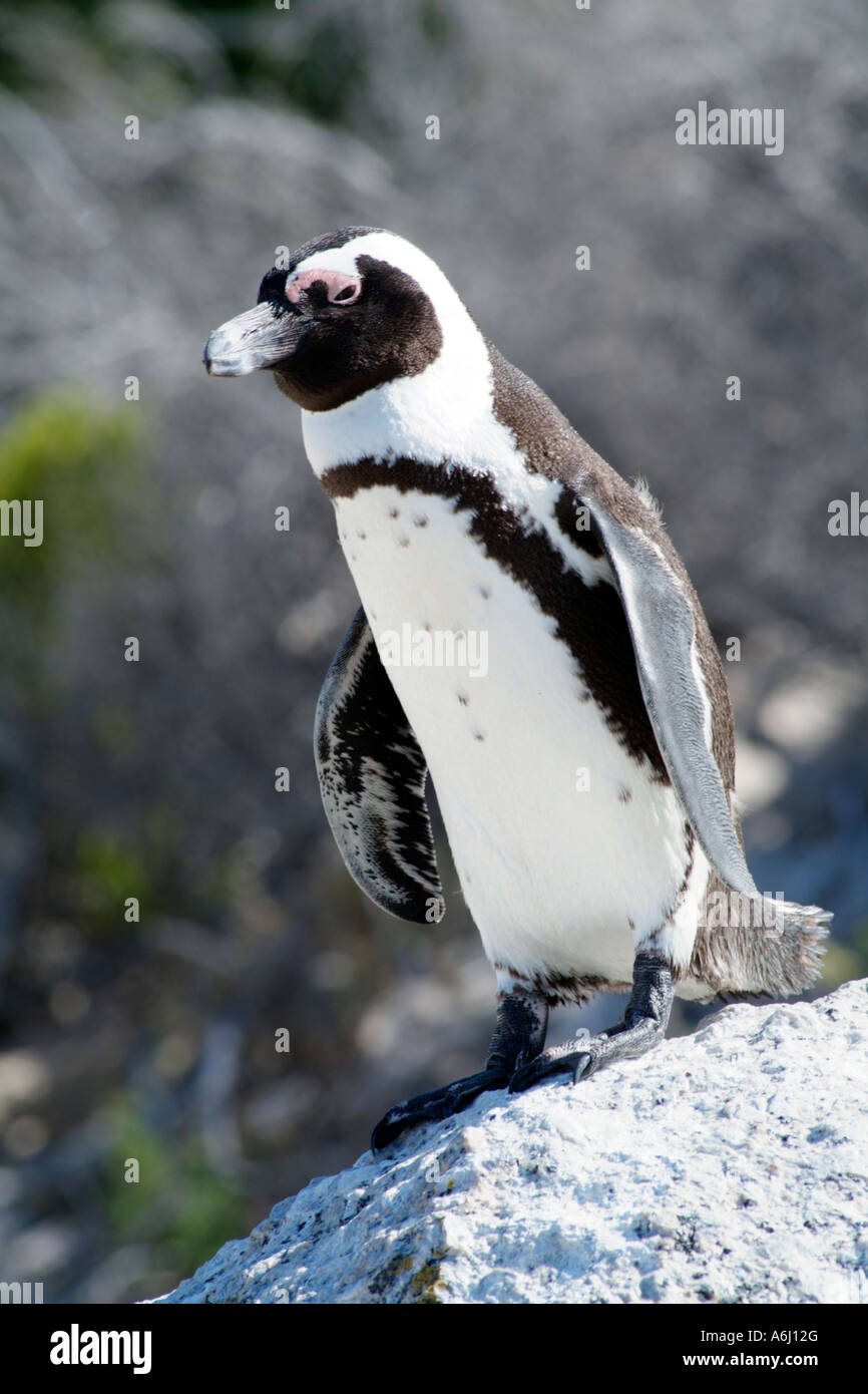 The Afican Penguin also know as the Jackass Penguin.Seen here on ...