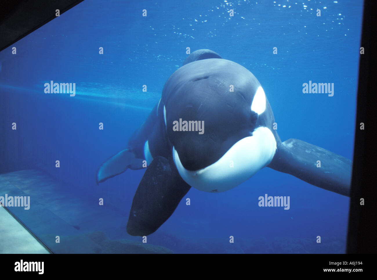 Keiko whale hi-res stock photography and images - Alamy
