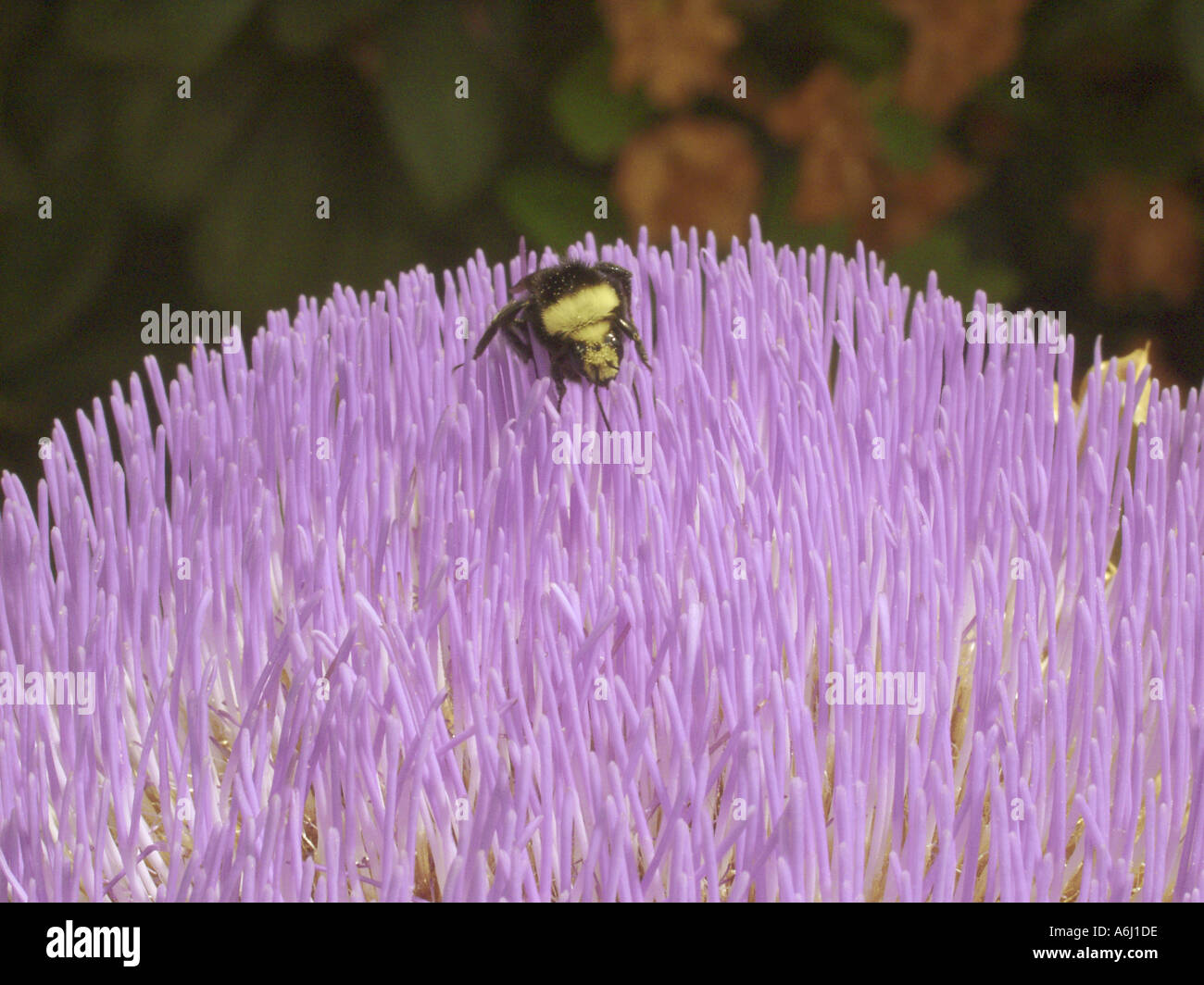 Bumblebee Pollenating a Flower Stock Photo - Alamy