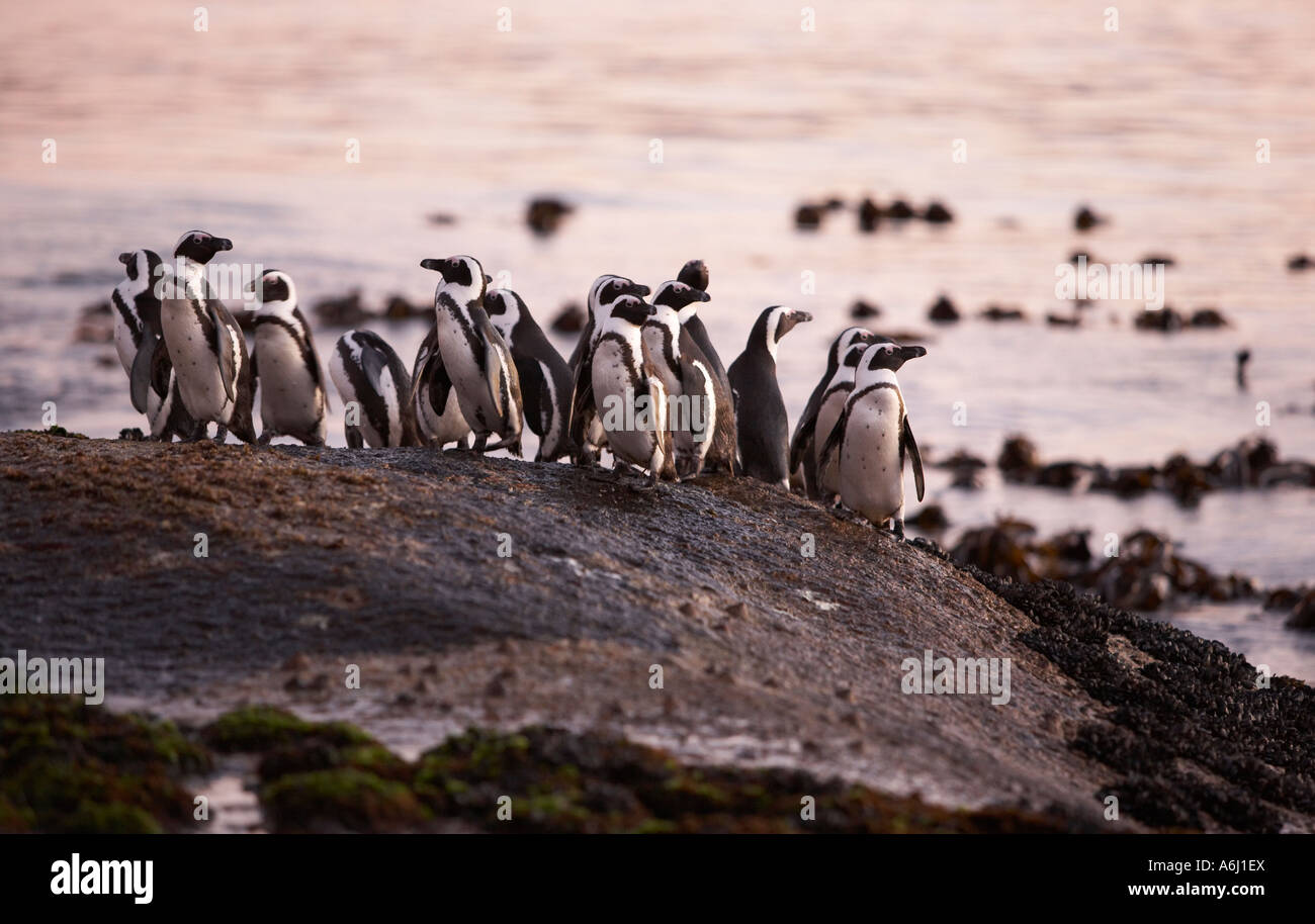 African Penguin (Spheniscus demersus Stock Photo - Alamy