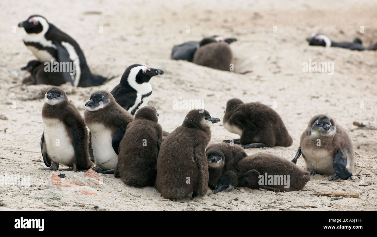 African Penguin (Spheniscus demersus Stock Photo - Alamy