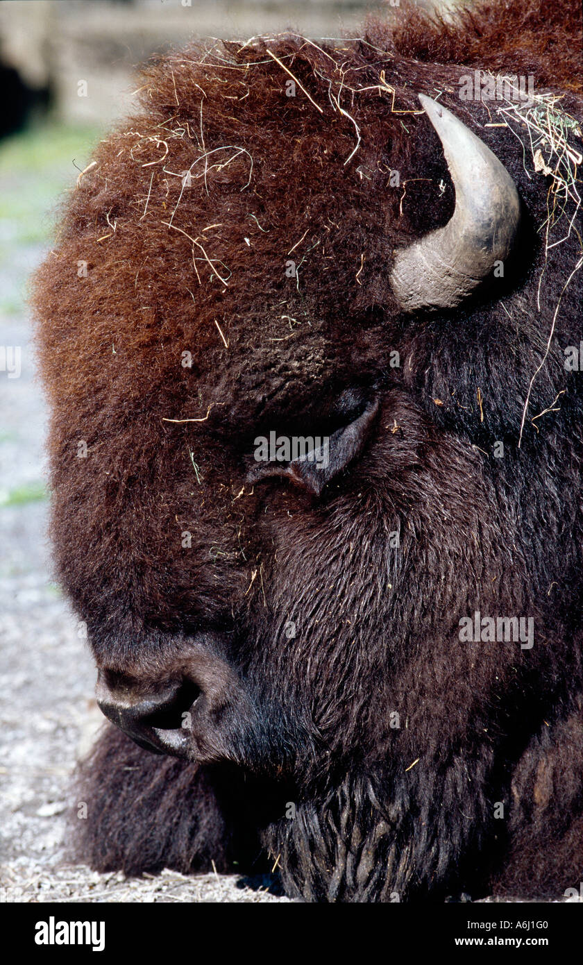 Buffalo (Bison bison Stock Photo - Alamy
